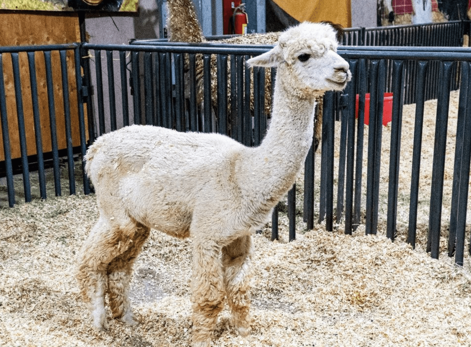 1.4 Millions Enjoyed the 2023 Arizona State Fair | Arizona State Fair