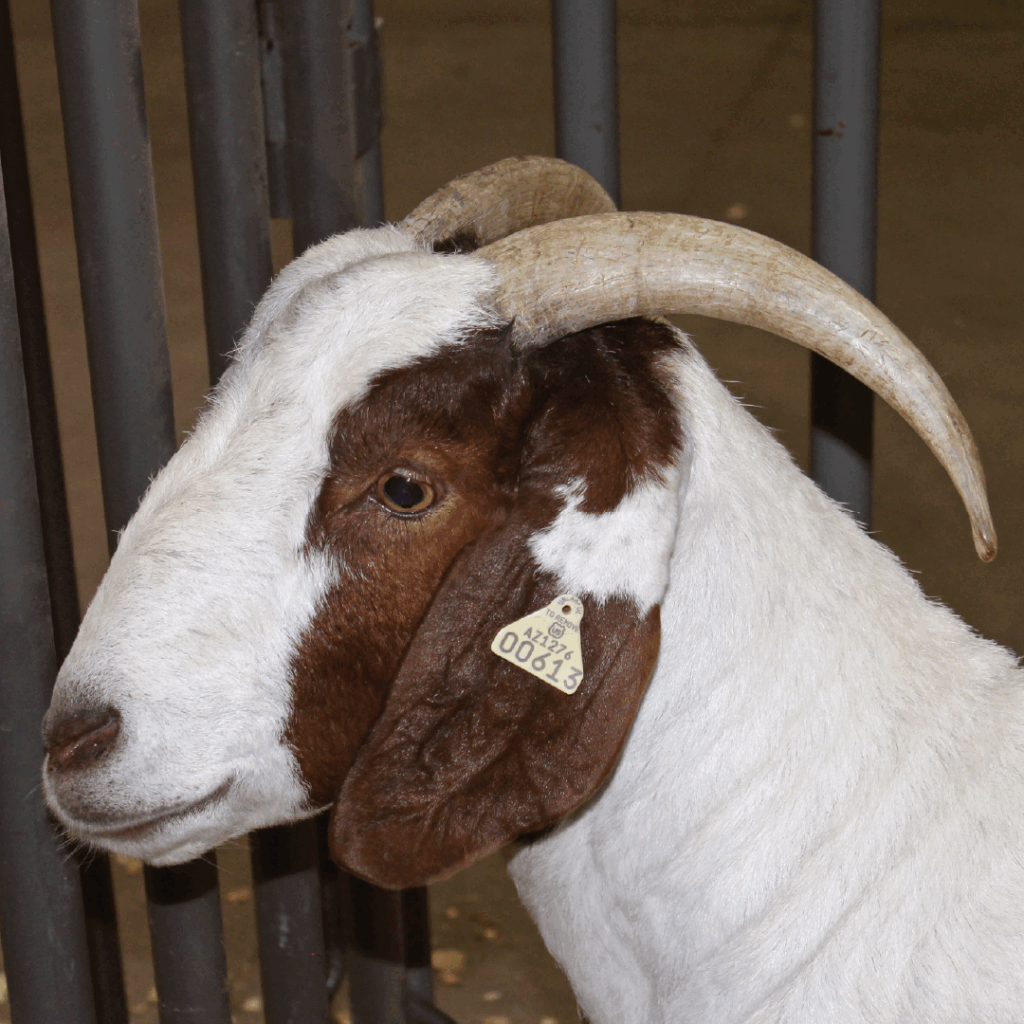 Events from Sep 19 – Sep 19 | AZ State Fair