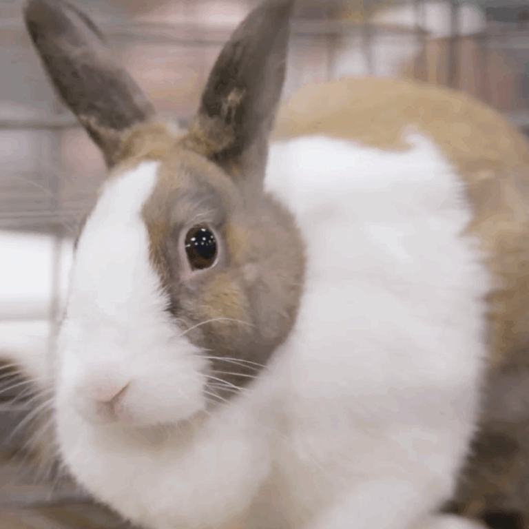 Rabbits and Cavy Show | AZ State Fair