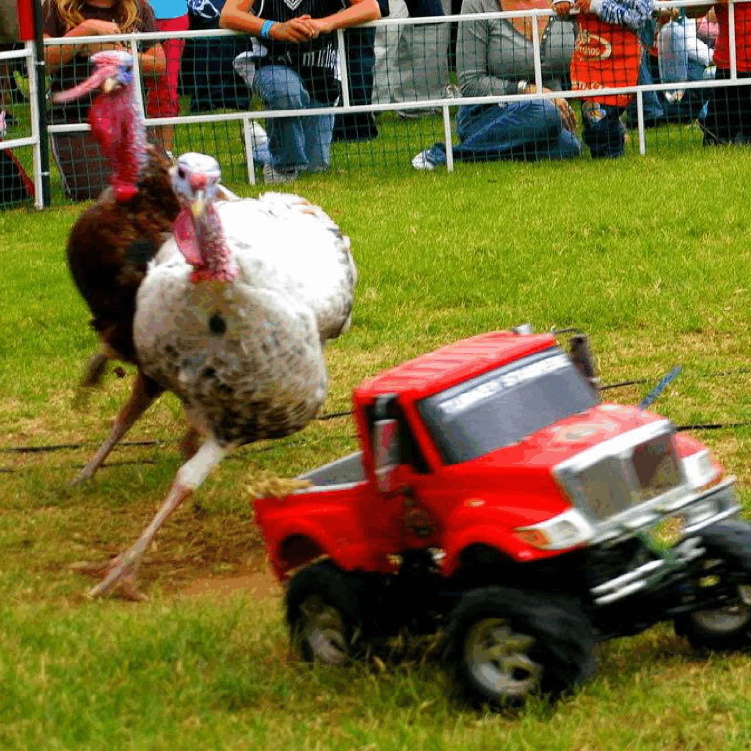 Turkey Stampede | AZ State Fair